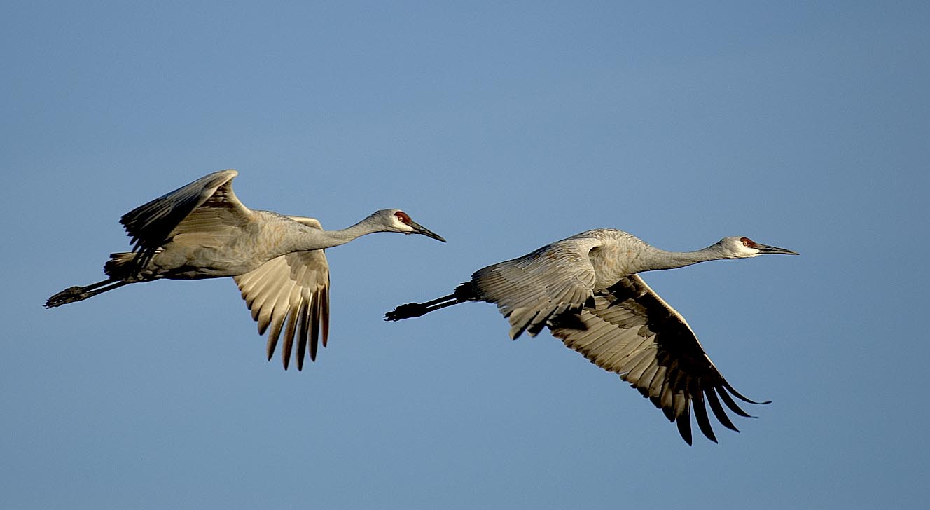 Reviews of Books | Sharman Apt Russell